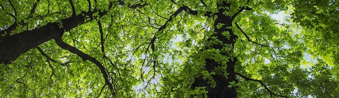 L’uomo che salva gli alberi. Intervista a Lucio Montecchio - UniPadova ...